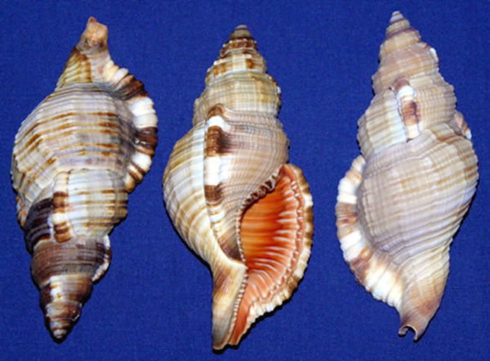 Large Cymatium pileare Hairy Triton Shells44-1/2 | Etsy