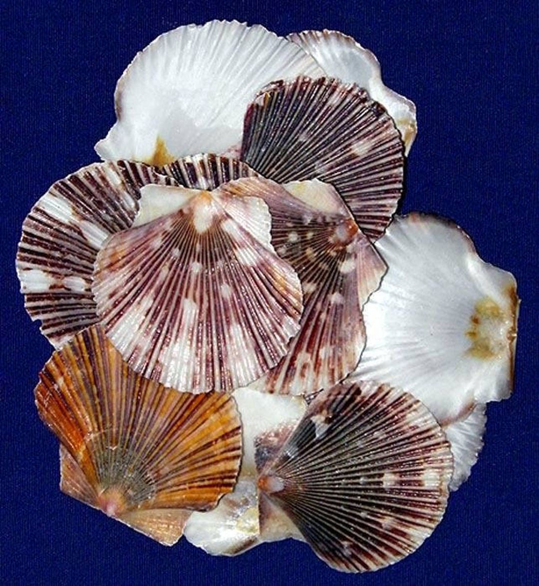Pecten Pyxidata Flat Clam, Scallop, Craft Shells 1"- 1-1/2" ~ (50) Flat ...