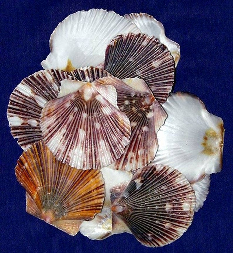 Pecten Pyxidata Flat Clam, Scallop, Craft Shells 1"- 1-1/2" ~ (50) Flat ...