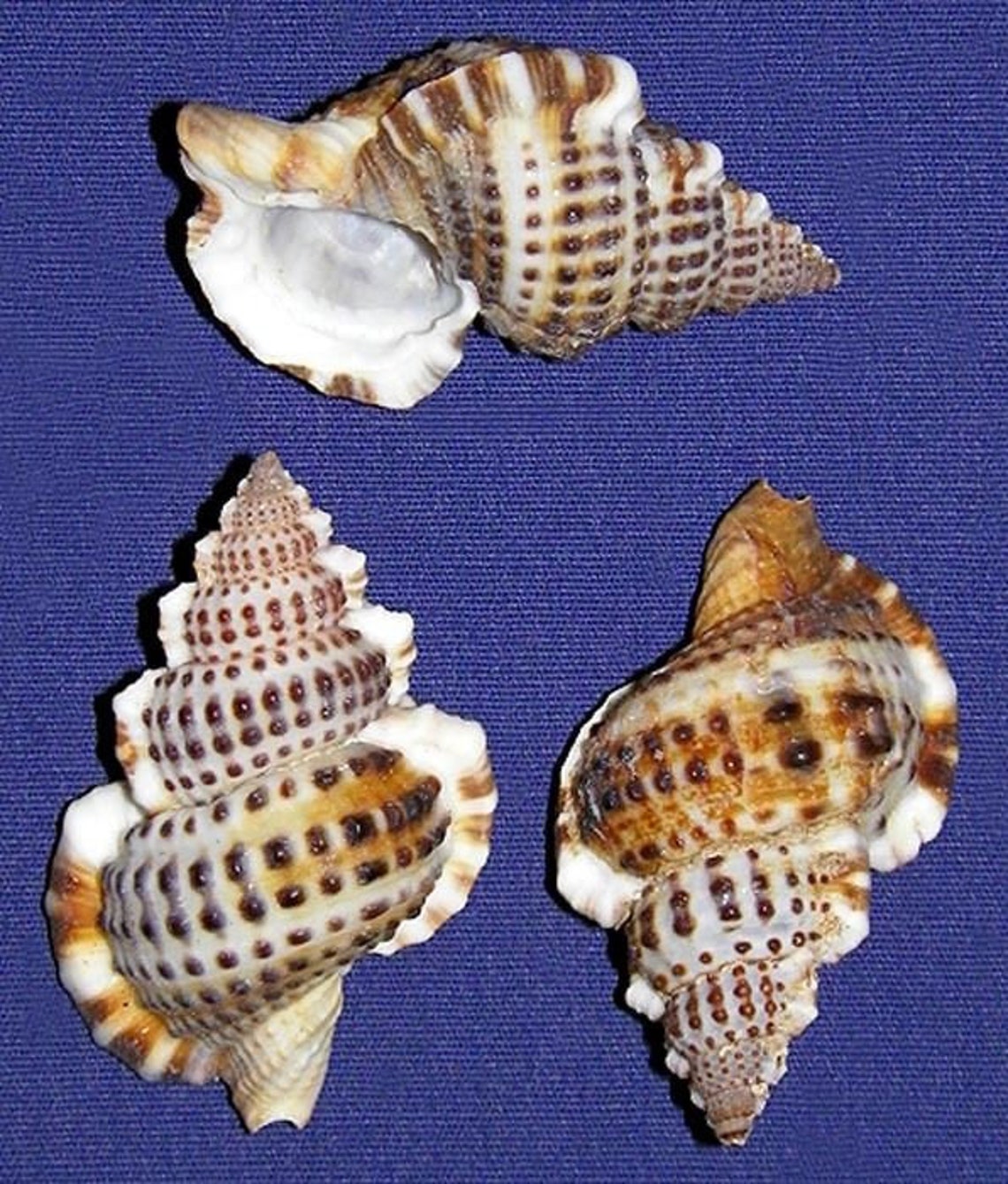 Bursa Granularis Frog Seashells 11-1/2craft - Etsy