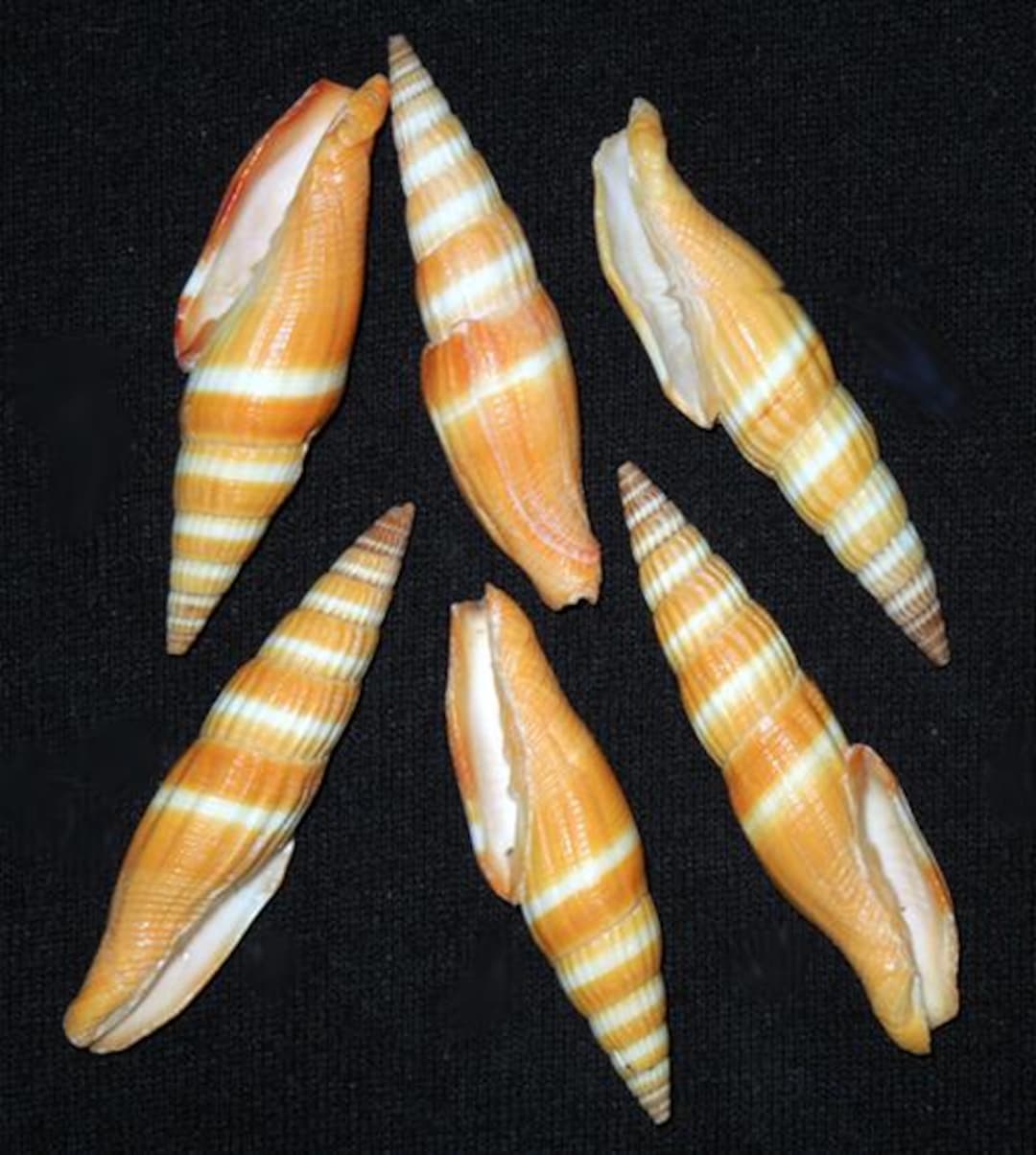 Mitra Shell ~ 2-1/2" (1 Shell) - Etsy