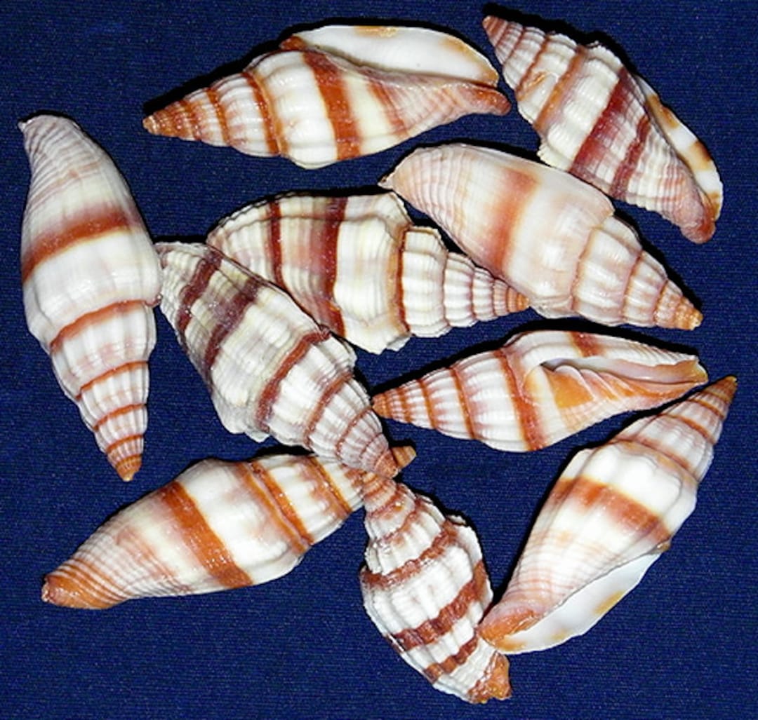 Mitra Acuminata 1"-1-1/2" Craft Seashells (5 Shells) - Etsy