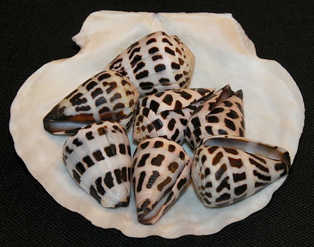 Hebrew Cone~conus Ebraeus Shells (1"-1-1/4") Craft Seashells (5 Shells ...