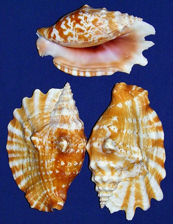 Strombus Sinuatus Laciniate Conch Shell 4 4-1/2 | Etsy