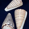 BIG Natural Cypraea Tigris for Decor Conch, Large Sea Snail Shell ...