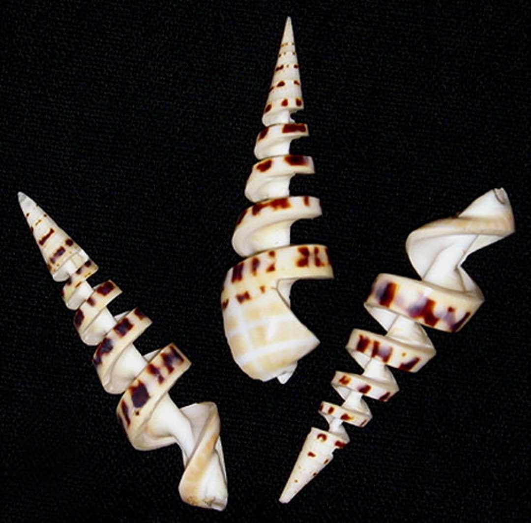 Spiral Cut Terebra Maculata Auger Craft Shells 3" ~ (2 Shells) - Etsy