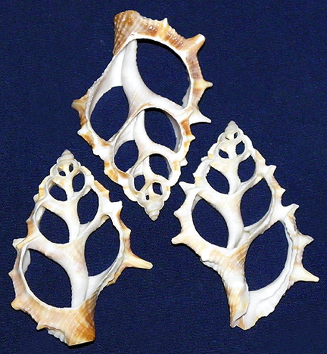 Bursa Rana Tan Frog Shell Center Cut Sliced 2"-1/2''-3"craft Seashells ...