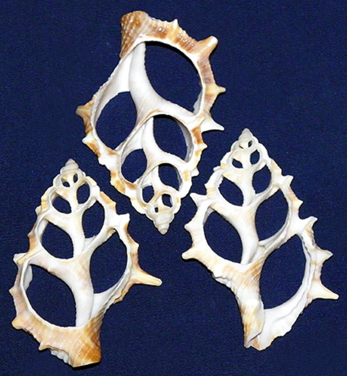 Bursa Rana Tan Frog Shell Center Cut Sliced - Etsy