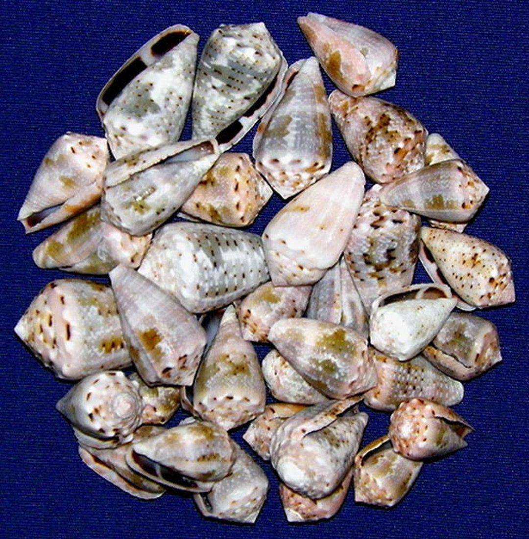 Conus Aristophanes Cone Shells ~ 3/4" - 1" ~ Craft Seashells Select (10 ...