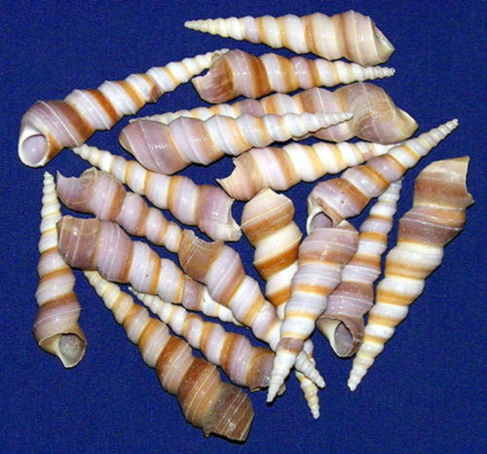 Natual Purple Turritella Terebra Auger Craft Shells - Etsy