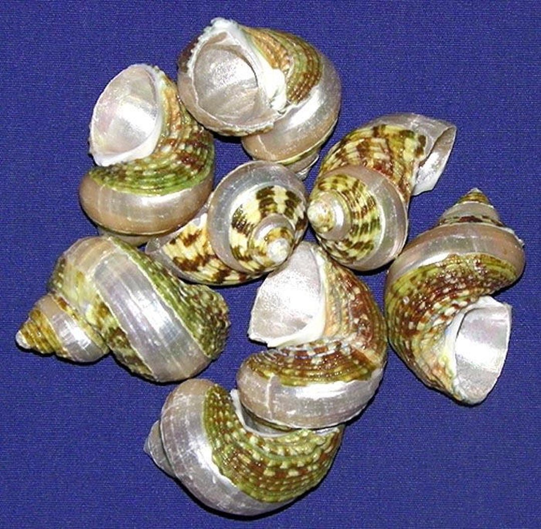 Green Silver Mouth Banded Turbo Stenogyrus Shell~1-1/2" ~ Craft ...