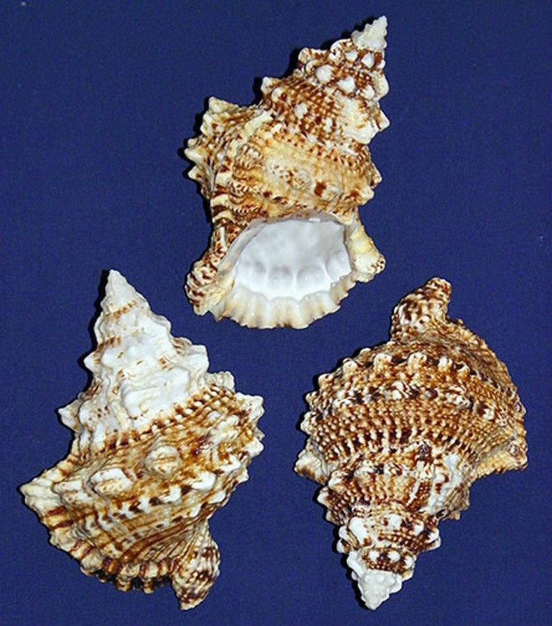 Bursa Frog Shell Bursa Bubo 45 Craft Seashell Supply 1 Shell - Etsy ...