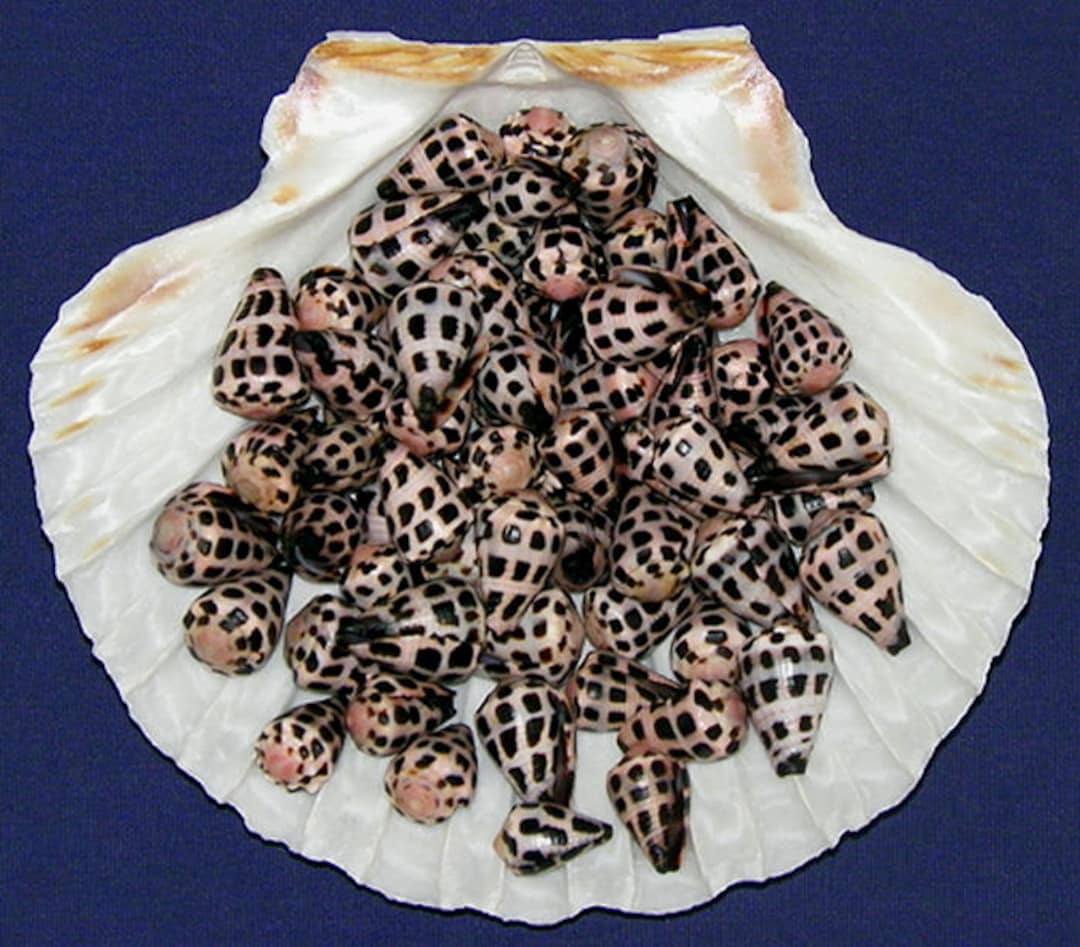 Smaller Hebrew Cone~conus Ebraeus Shells (1/2"-3/4") Craft Seashells ...