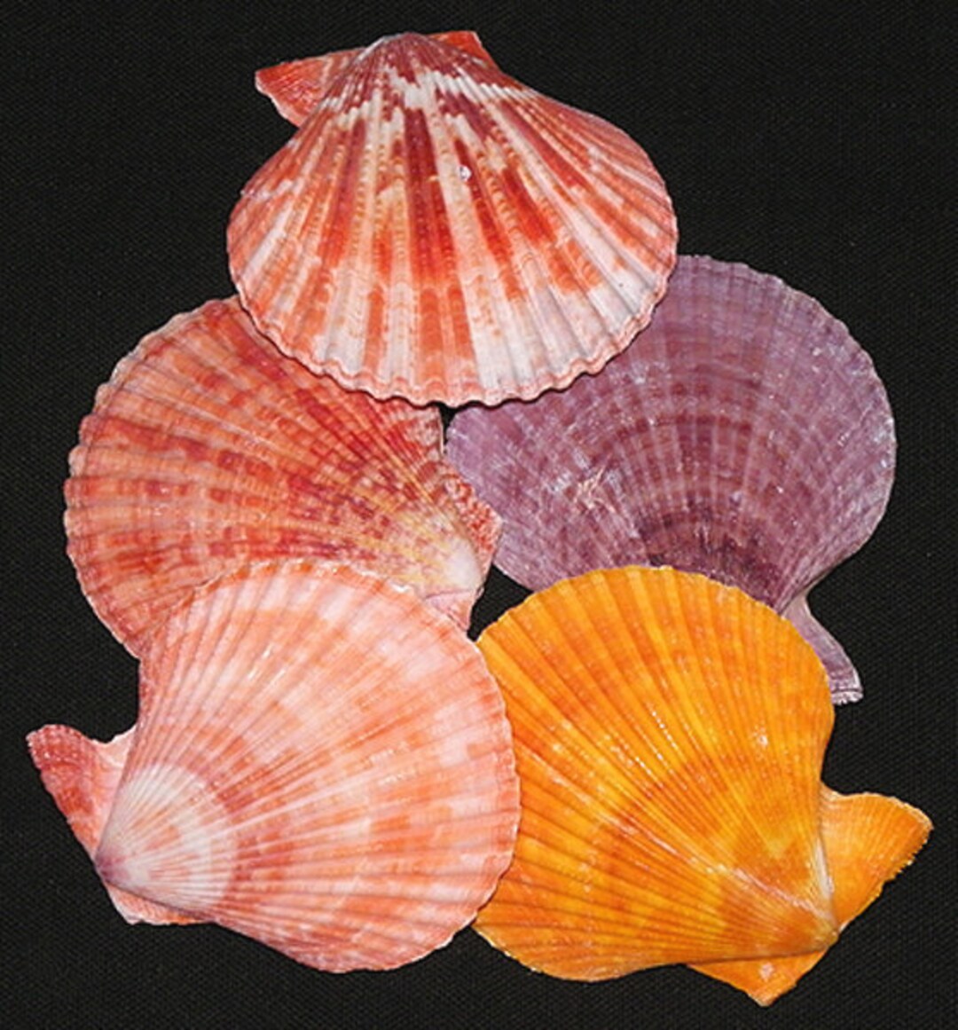 Assorted Pecten Scallop Paired Seashells Glued ~ 3+" - Shades May Vary ...