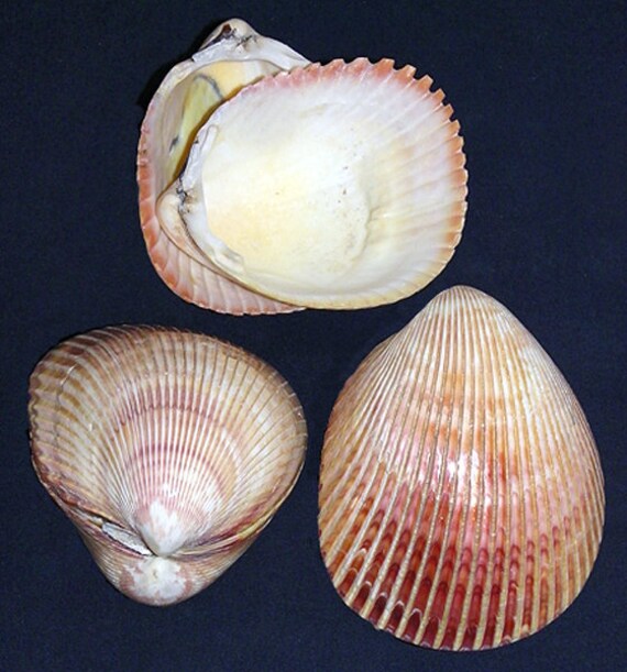 Giant Polished Cockle Seashell 4 1 Paired Shell top - Etsy