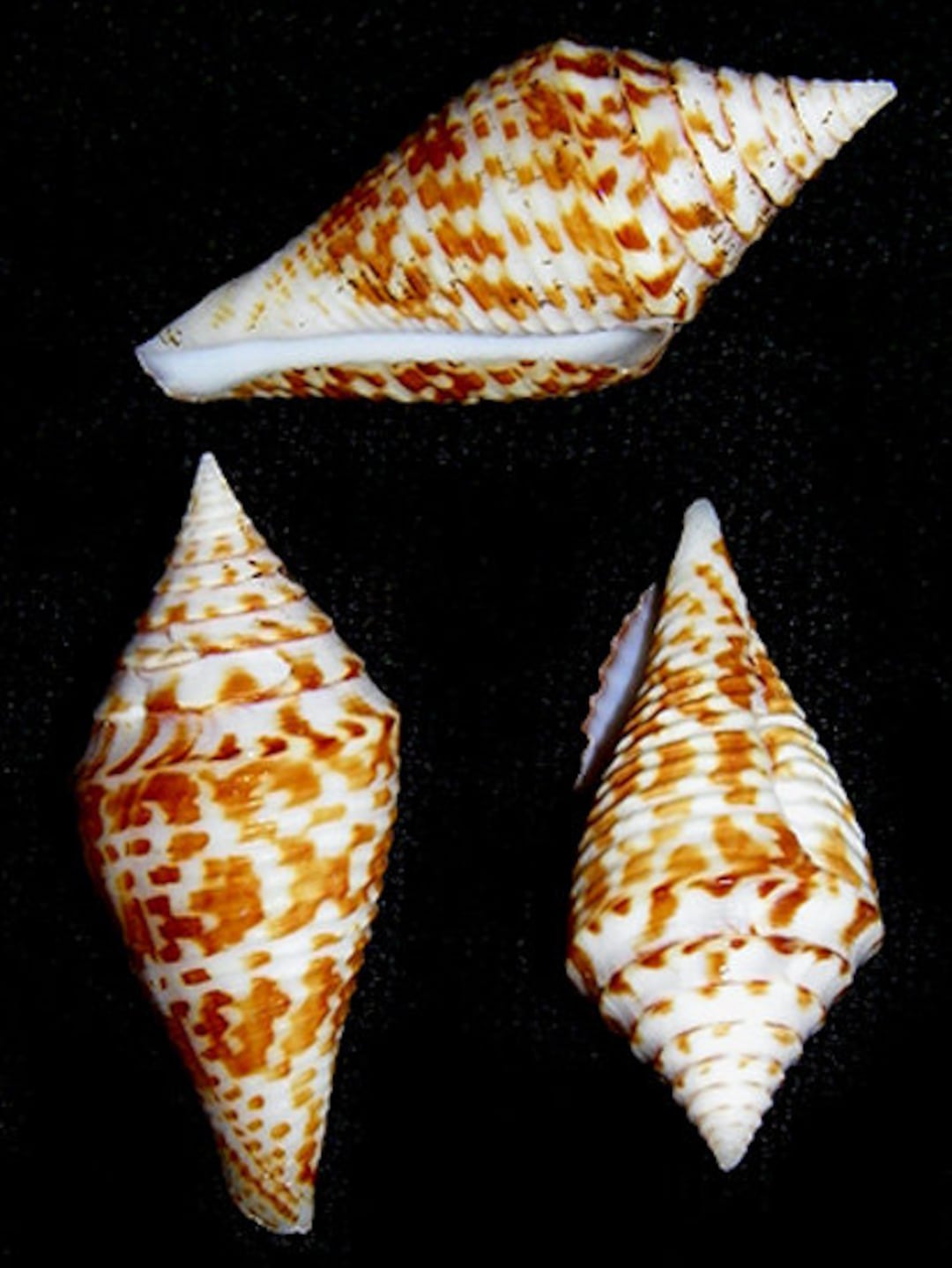 Conus (turriconus) Acutangulus Sharp-angled Cone 1-1/2" (2 Shells) - Etsy