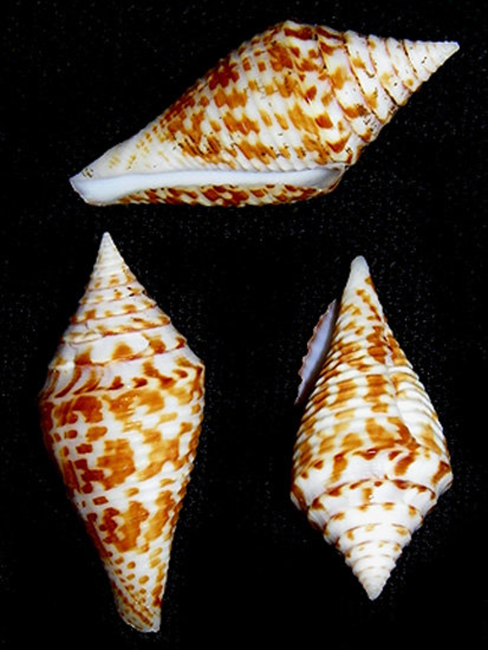 Conus (turriconus) Acutangulus Sharp-angled Cone 1-1/2" (2 Shells) - Etsy