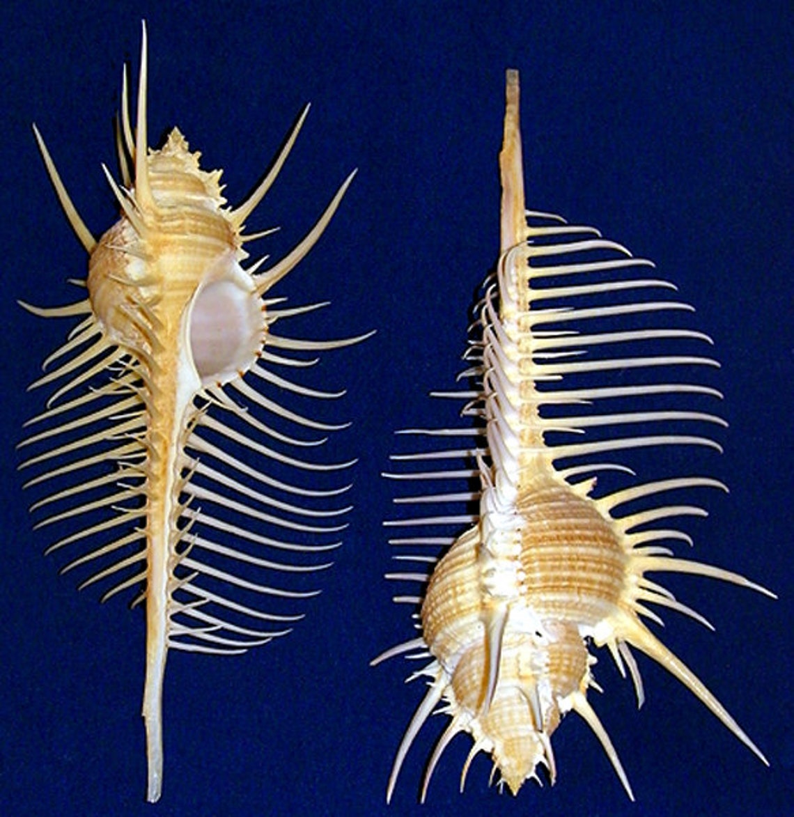 Murex Tribulus Pecten Shell ~ 5-1/2"~ 6" Seashell Craft ~ (1 Concha ...