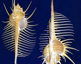 Cebu Beauty Snail Shells 1/23/4jewelry Seashell - Etsy