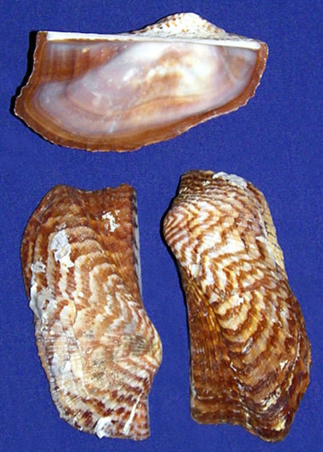 Arca Navicularis ~ Turkey Wing Clam Half Shells (2"-2-1/2") Craft ...