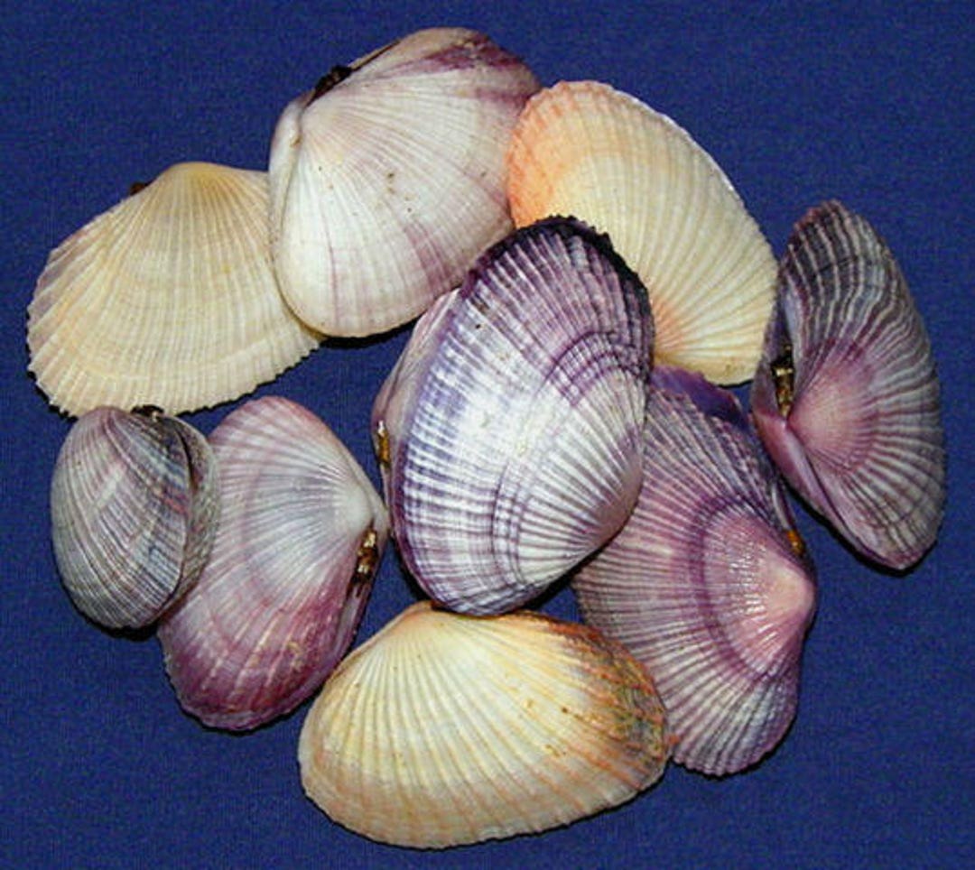 Asaphis Violaceus Tellin Tellina Clams Glued Paires 1-1/4"-1-3/4 ...