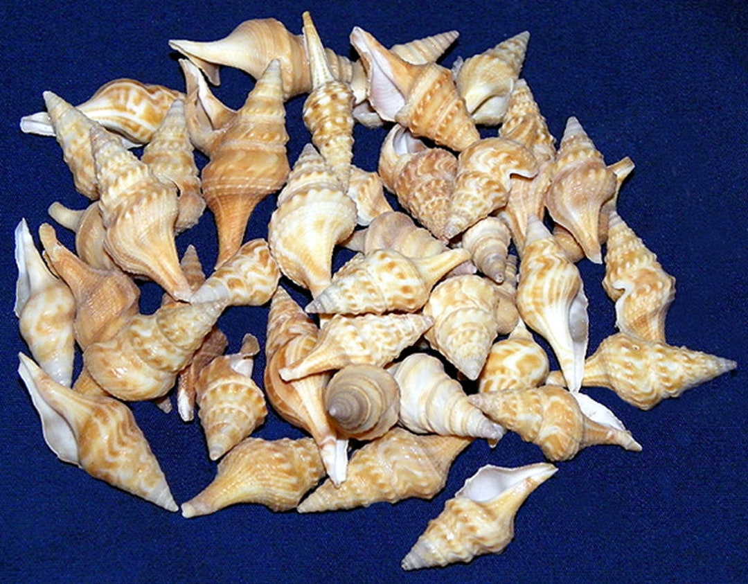 Javan Turrid Turris Snail Seashells 3/4" - 1-1/4" 8oz. (appprox. 250 ...