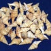 Andara Granosa White Ribbed Ark Shells ~ Craft/jewelry Supply ...