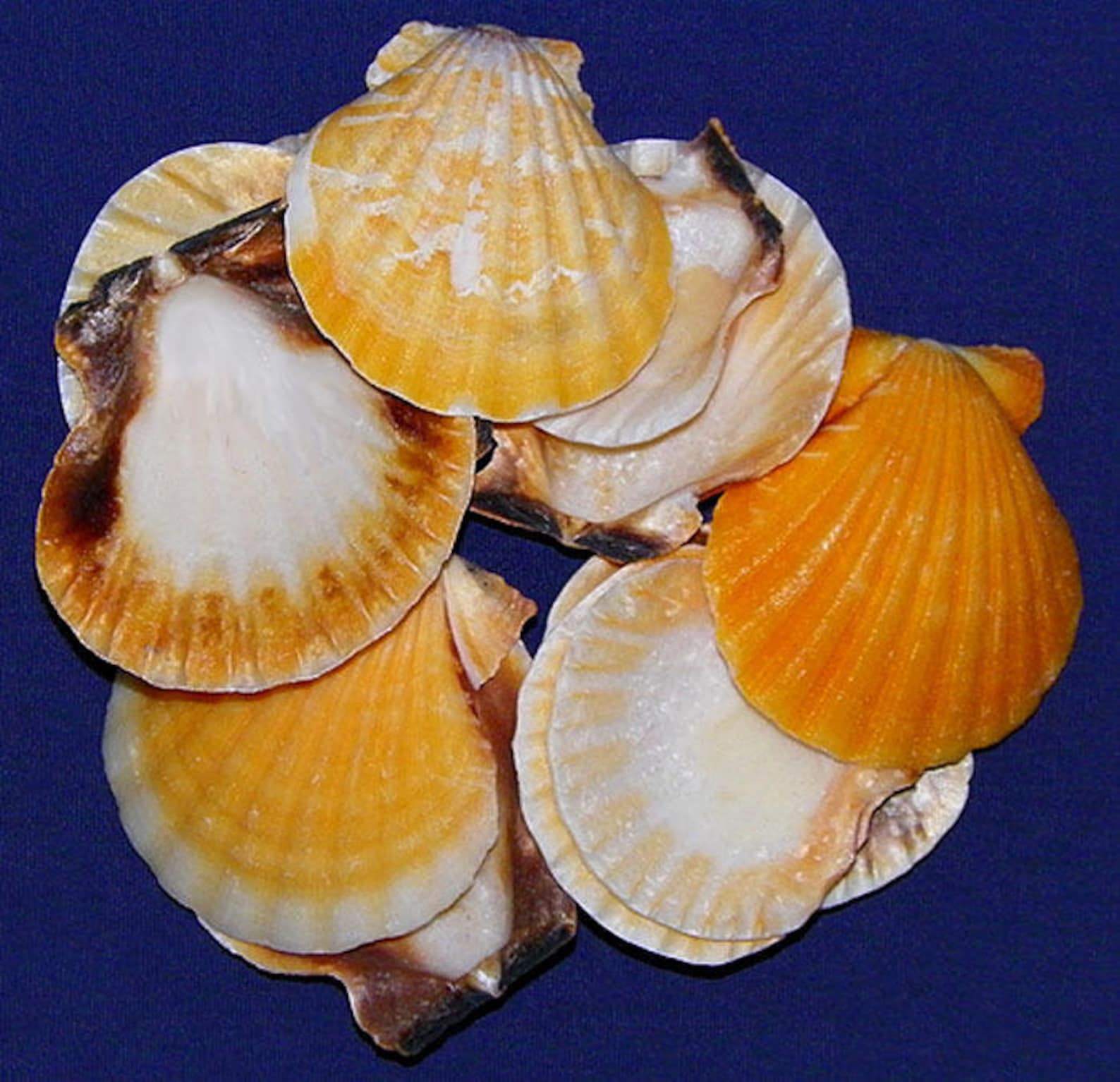 Orange Scallop, Clam, Half Shells Color Shades Will Vary ~ 1"- 2 ...