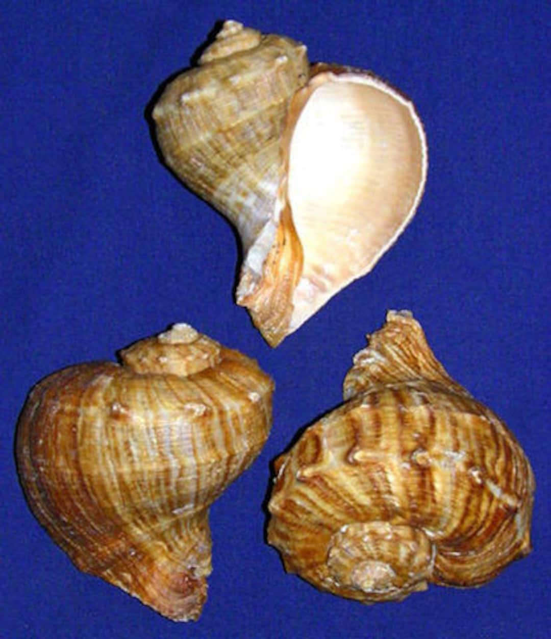 Rapana Bulbosa~whelk Shells~ 2"-2-1/2"~ Craft Seashells (1 Shell) - Etsy