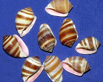 Strawberry Top Seashells clanculus Puniceus Craft Shells - Etsy