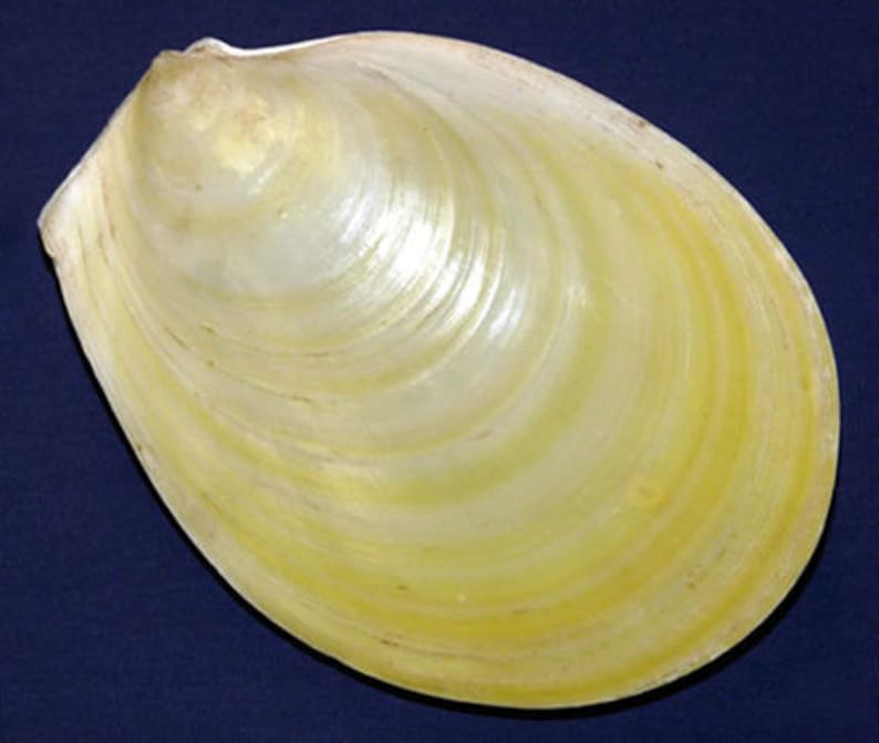 Lima File Clam Paired Shell Acesta Rathbuni 6 1 Shell Top and Bottom of ...