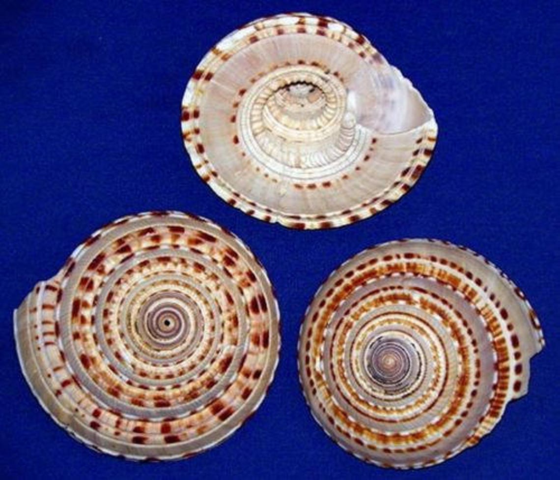 Sundial Shellsarchitectonica 1-1/8 Craft Seashells Supply 2 Shell - Etsy