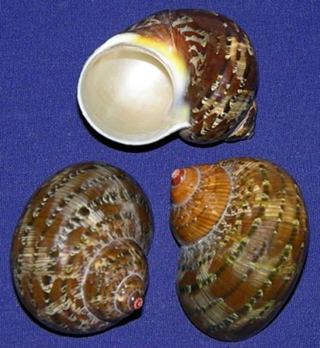 Tapestry Turbo Turban Pentholatus Polished Shell ~ 1"-1-1/2"~craft ...