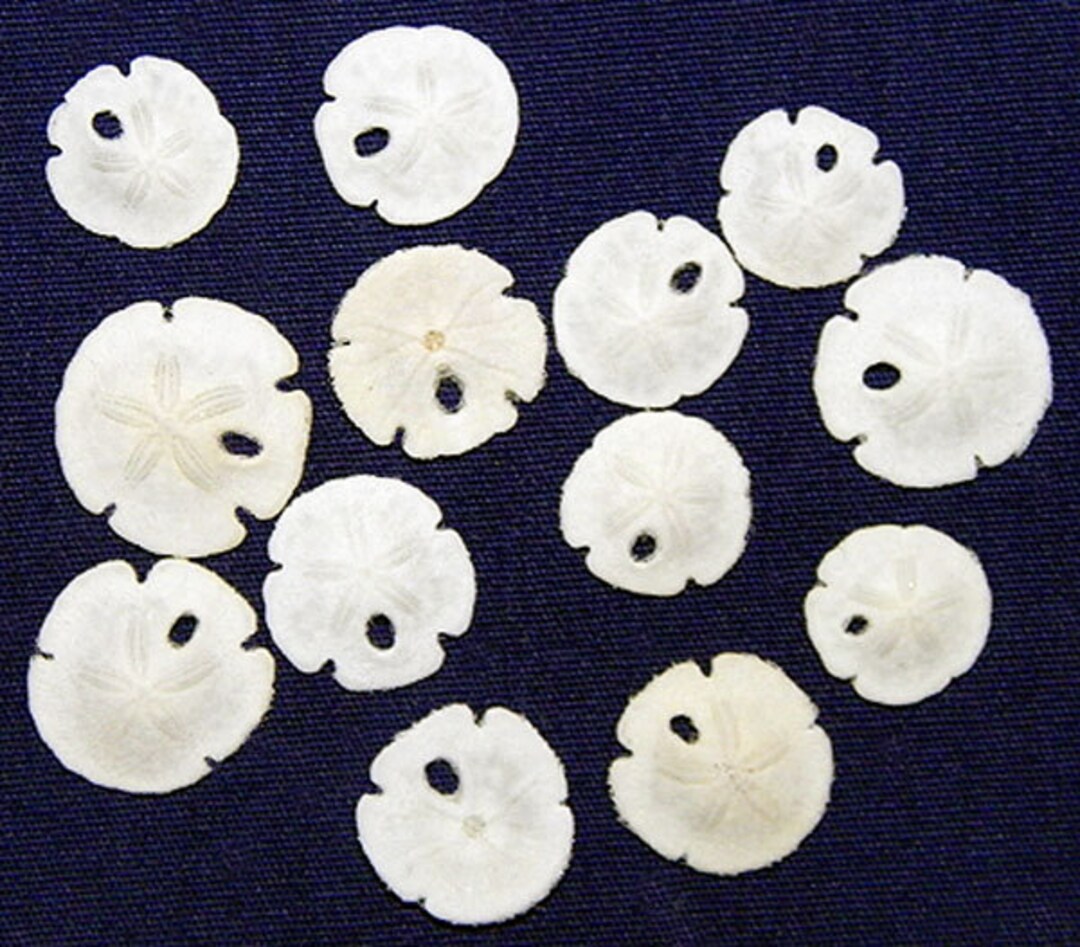 Tiny Small Sand Dollars ~ 1/2" ~craft and Jewelry Supplies (10 Sand ...