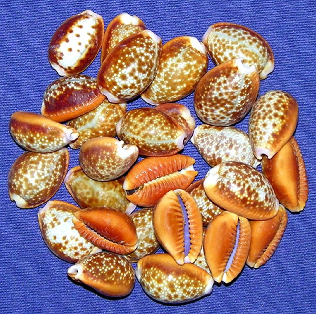 Cypraea Helvola Honey Cowry Cowrie Shell ~19/20mm~(3/4")~specimen ...