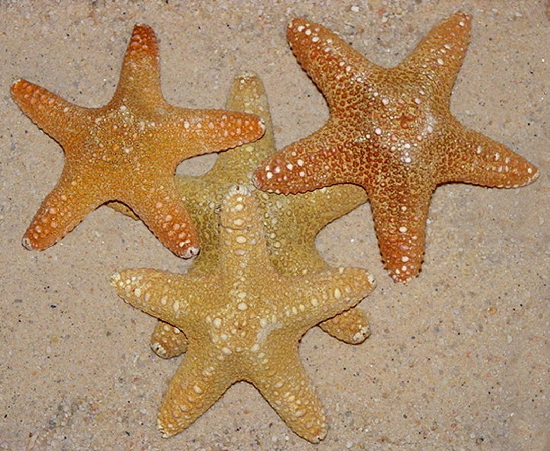 Medium Real Philippine Mud Jungle Starfish Sea Star (1) 4" - 5 ...