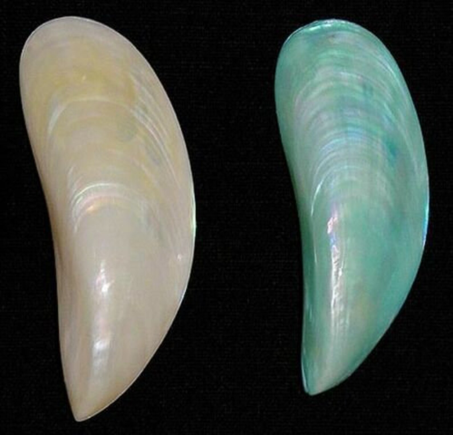 Polished Banana Mussel (top and Bottom of Shell Glued) ~ 4"-5"~ (select ...