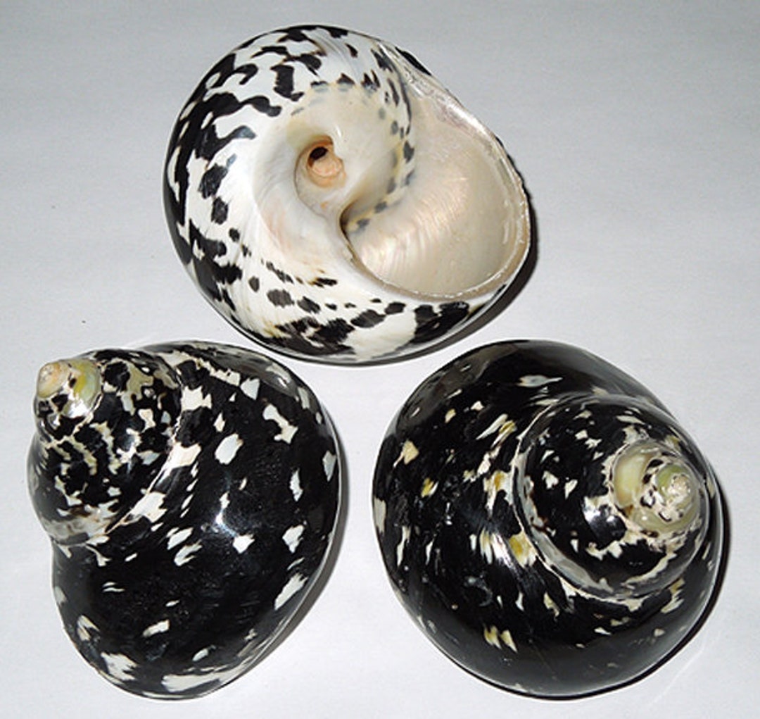Polished Magpie Pica Turbo Seashells ~ 2"- 2-1/2" (1 Shell) - Etsy