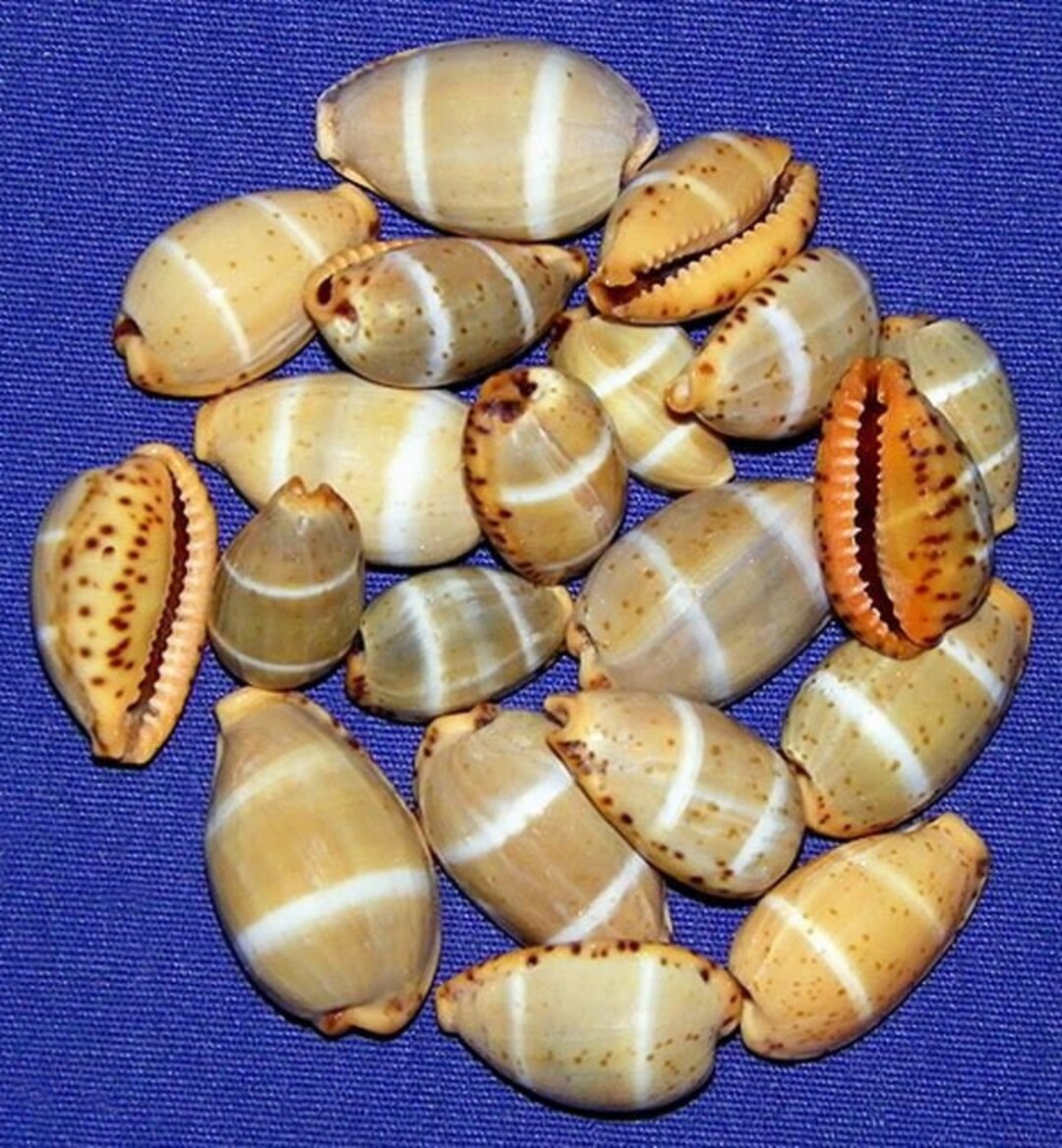 Cypraea Lutea Cowrie Seashelll~18/20mm. (3/4")~specimen Collector ...