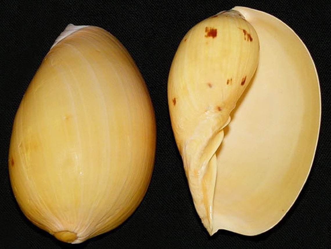 INDIAN VOLUTE Melon Shell ~ Melo Melo Indian Seashell (5"-6") ~ (1 ...