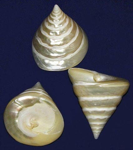 Pearled Polished Troca Trochus Shells 2-1/2seashell - Etsy