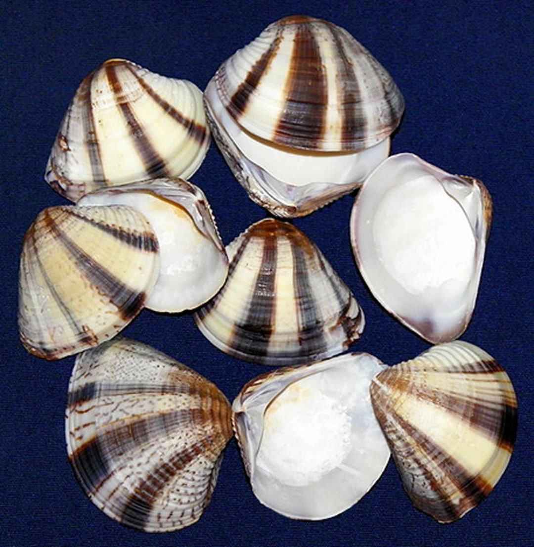 Striped Clam Half Seashells 1-1/4"-1-3/4" (20 Shells) - Etsy