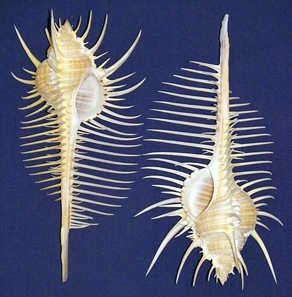 Venus Comb Murex Pecten Shell 3 3-1/2 Seashell Craft 1 Shell - Etsy