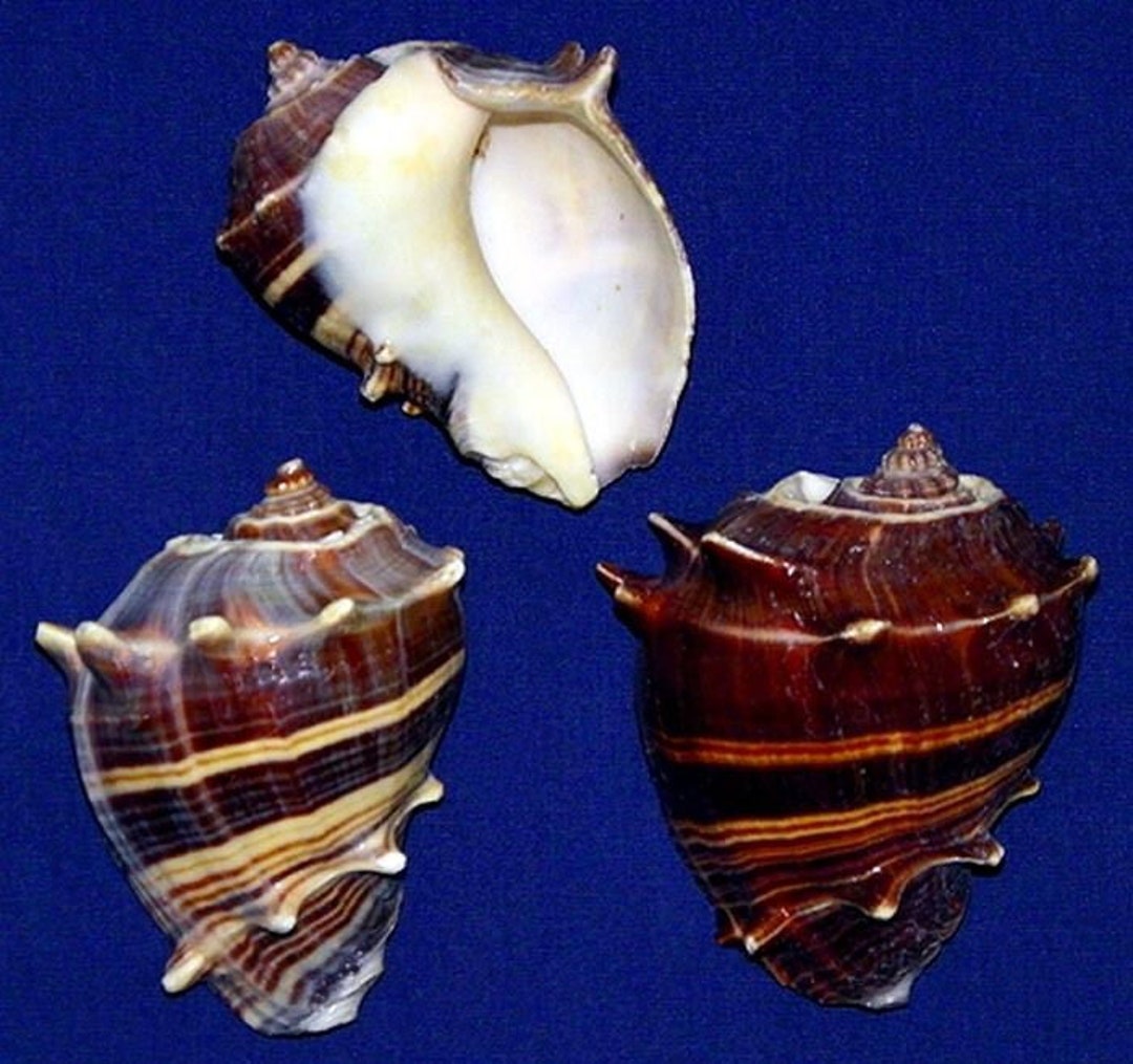 Fiber Conch Melongena Patula Shells ~2-1/2"-3”~ Craft Seashells (1 ...