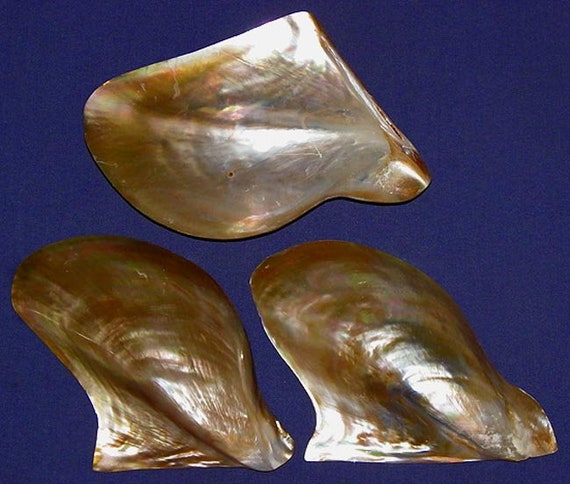 Lg. Brown Lip Oyster Shells 56 Polished Mother | Etsy