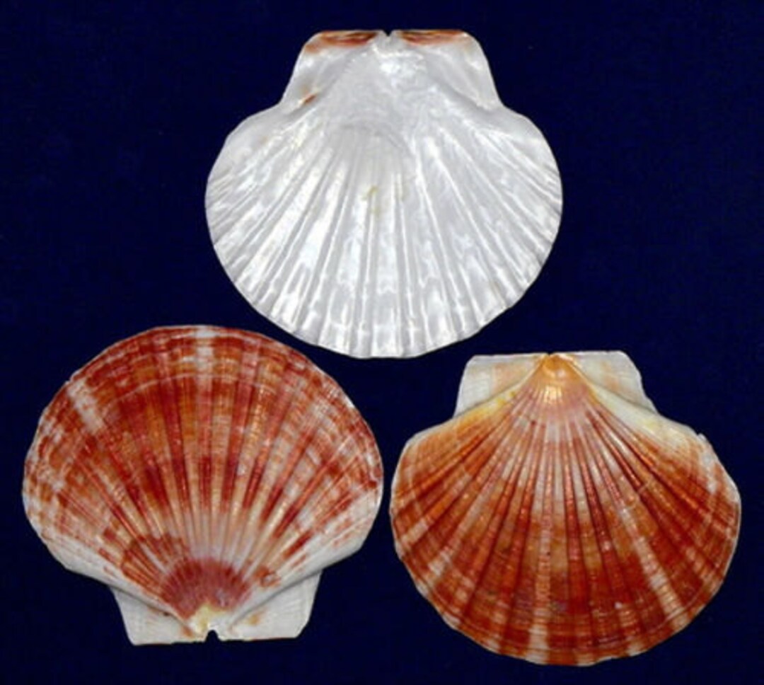 Irish Flat Half Scallop Shells,pectin,clam,cockle (3-1/2"- 4") (3 ...