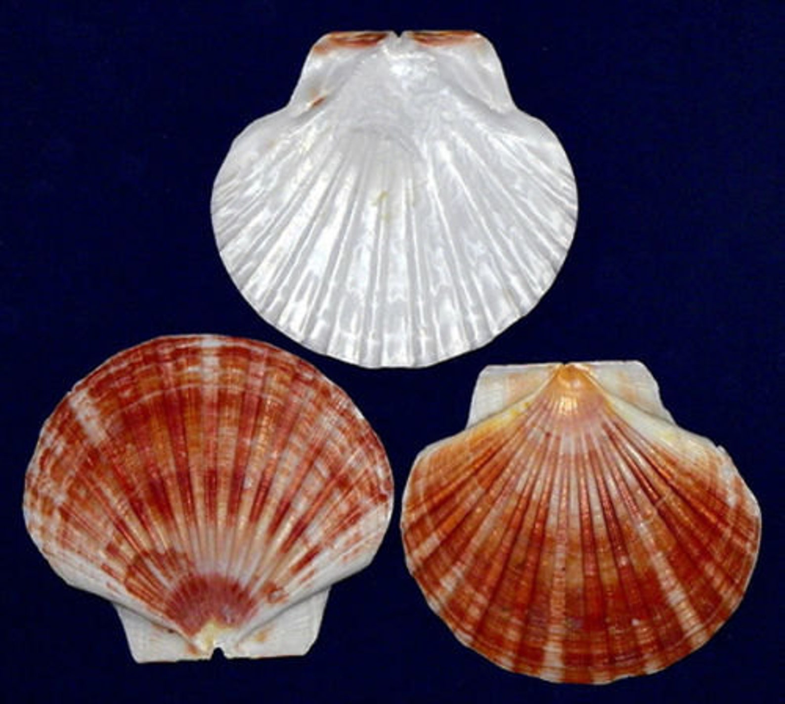 Irish Flat Half Scallop Shells,pectin,clam,cockle (3-1/2"- 4") (3 ...