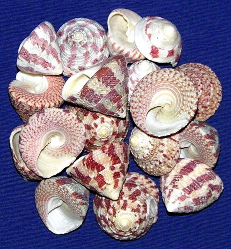 Trochus Radiatus/troca Natural Snail Shell 3/41 - Etsy