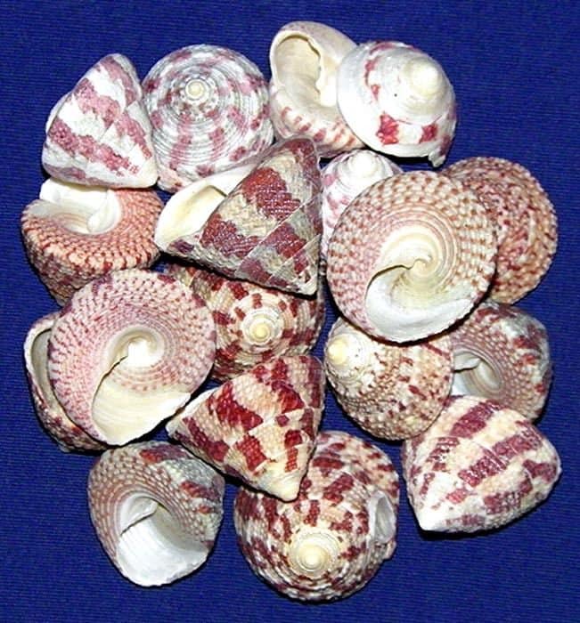 Trochus Radiatus/troca Natural Snail Shell 3/41 - Etsy