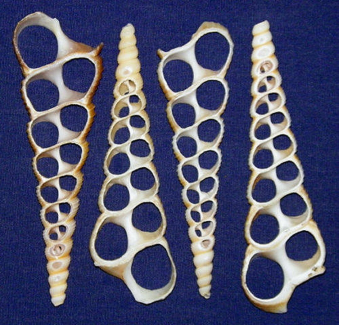 Brown Turretella Seashells Center Cut/sliced (2-1/2"-3") Shell Craft ...